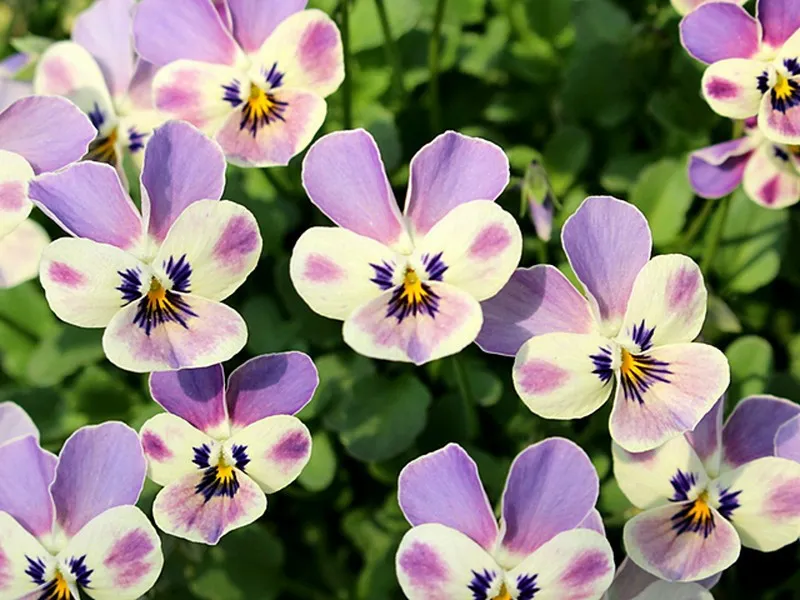 Picturesque little rabbit horned pansy, frilly horned pansy - iNEWS