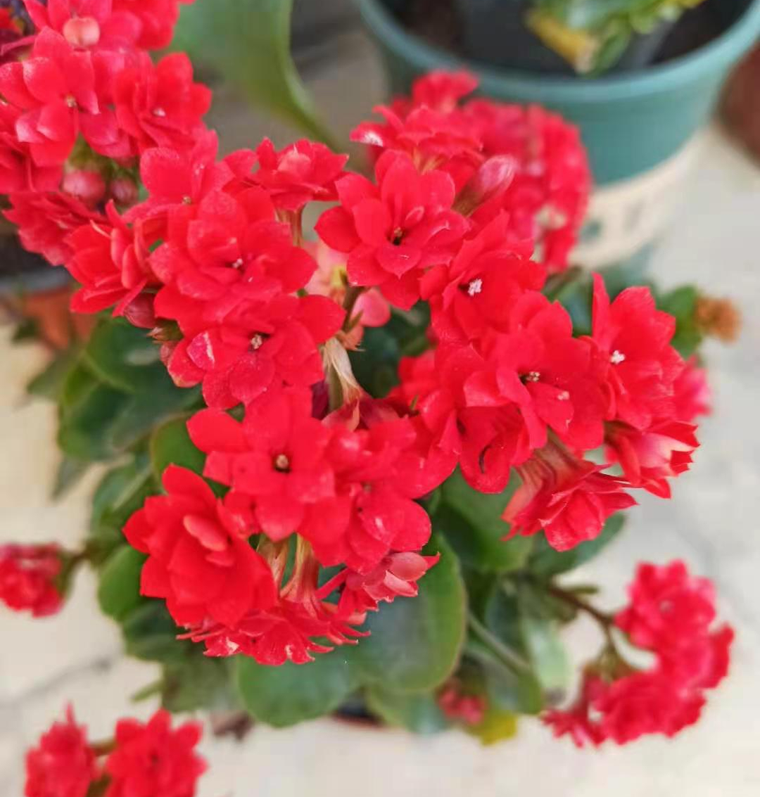 4 kinds of flowers are dormant in summer, and only by strictly ...