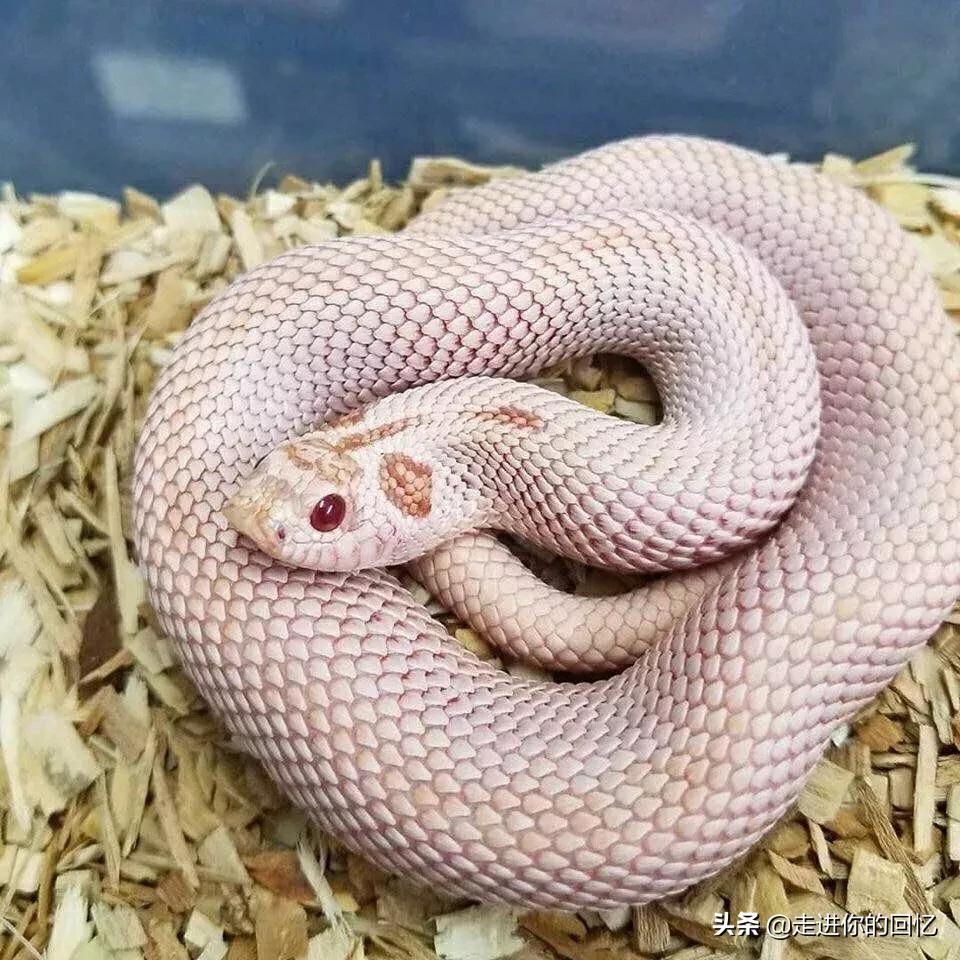 The charming little cutie in the snake world-the pig-nosed snake, the ...