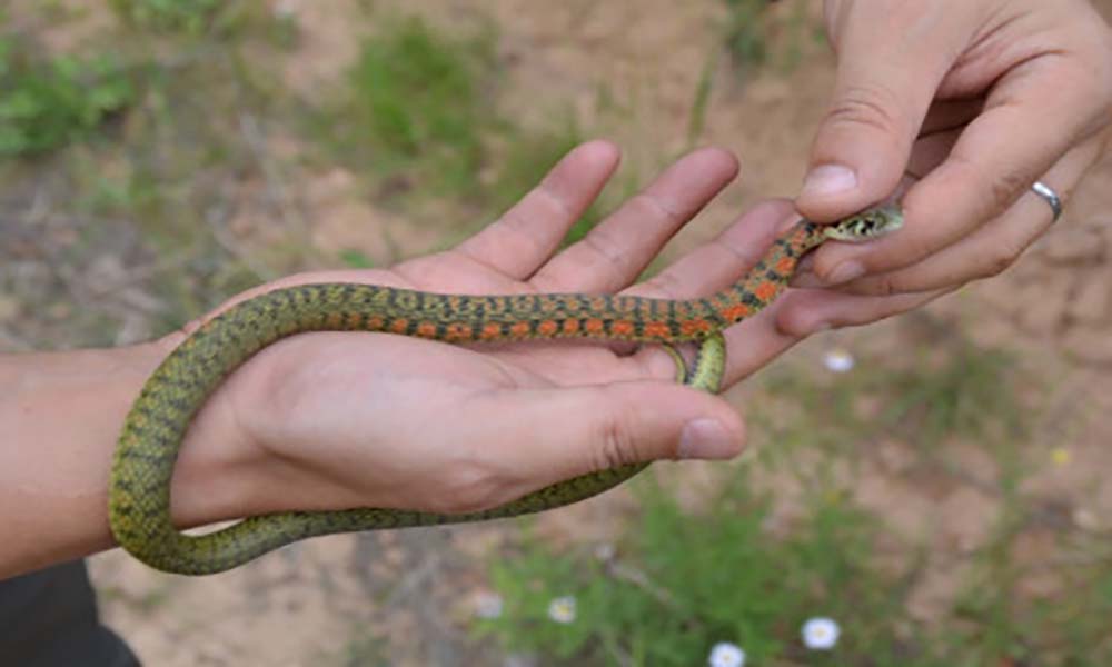 How many snakes do you know about these snakes of the snake family ...
