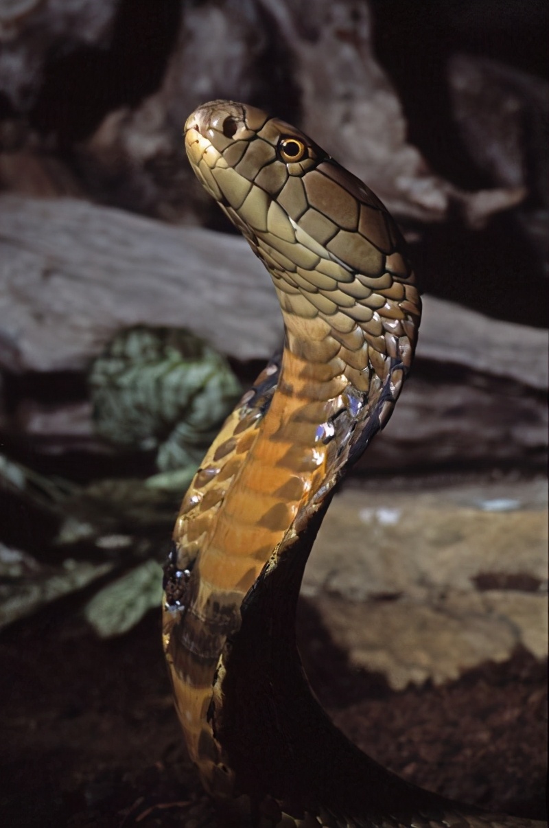 Sen King Snake vs. King Cobra, who is better?Unpredictable - iNEWS