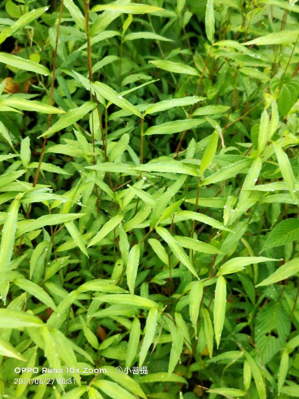 Apart from the difference in size, this plant looks like bamboo, but it ...