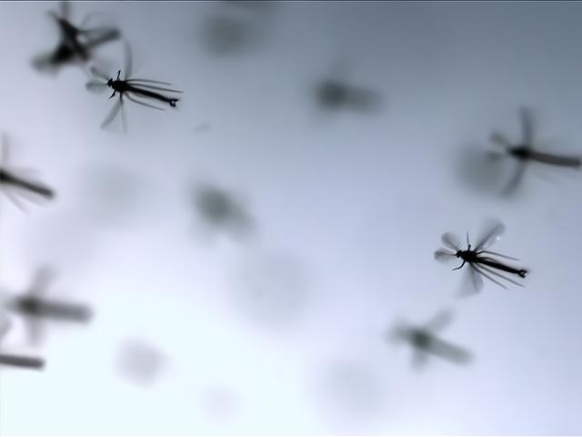 The hard African dish "mosquito cake", Chinese tourists dare not try it ...