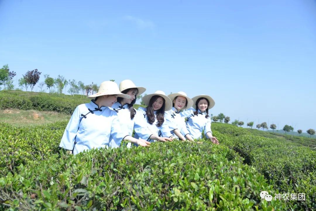 Ten thousand acres of tea garden invites you to a trip in autumn - iNEWS