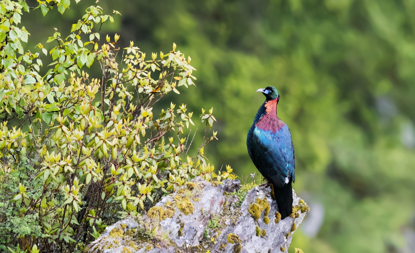 China's unique "Rainbow Bird" is one of the most beautiful birds in the ...