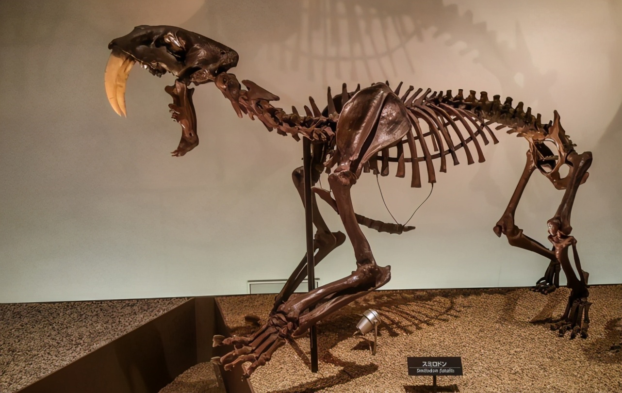 The saber-toothed tiger has 28 cm long teeth and its open mouth reaches ...