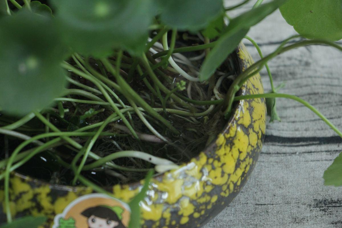 The most water-loving copper coin grass, which is better to grow ...