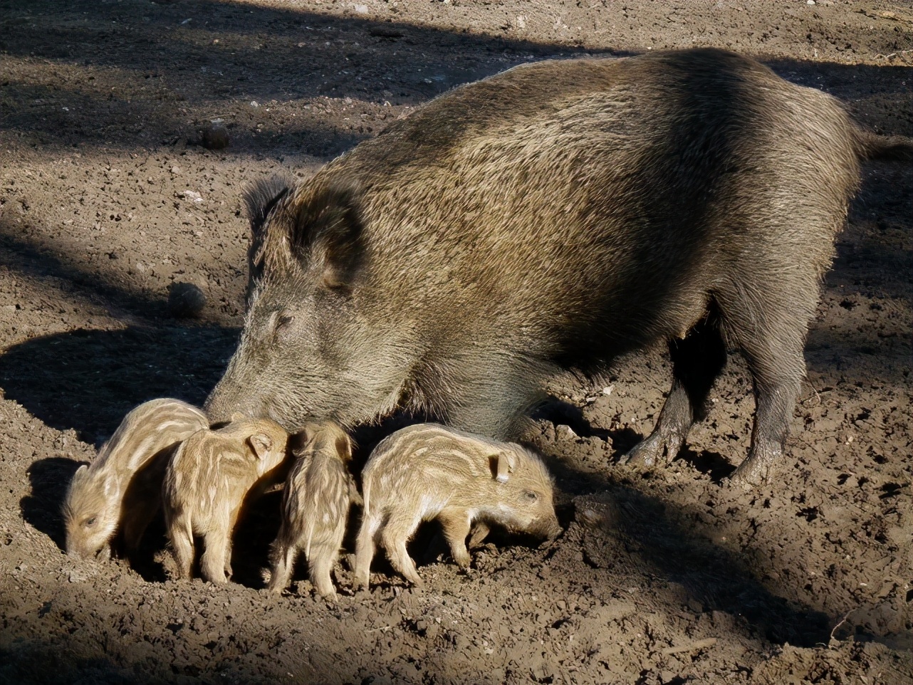 Why do you say "pigs, two bears and three tigers"? Are wild boars so ...