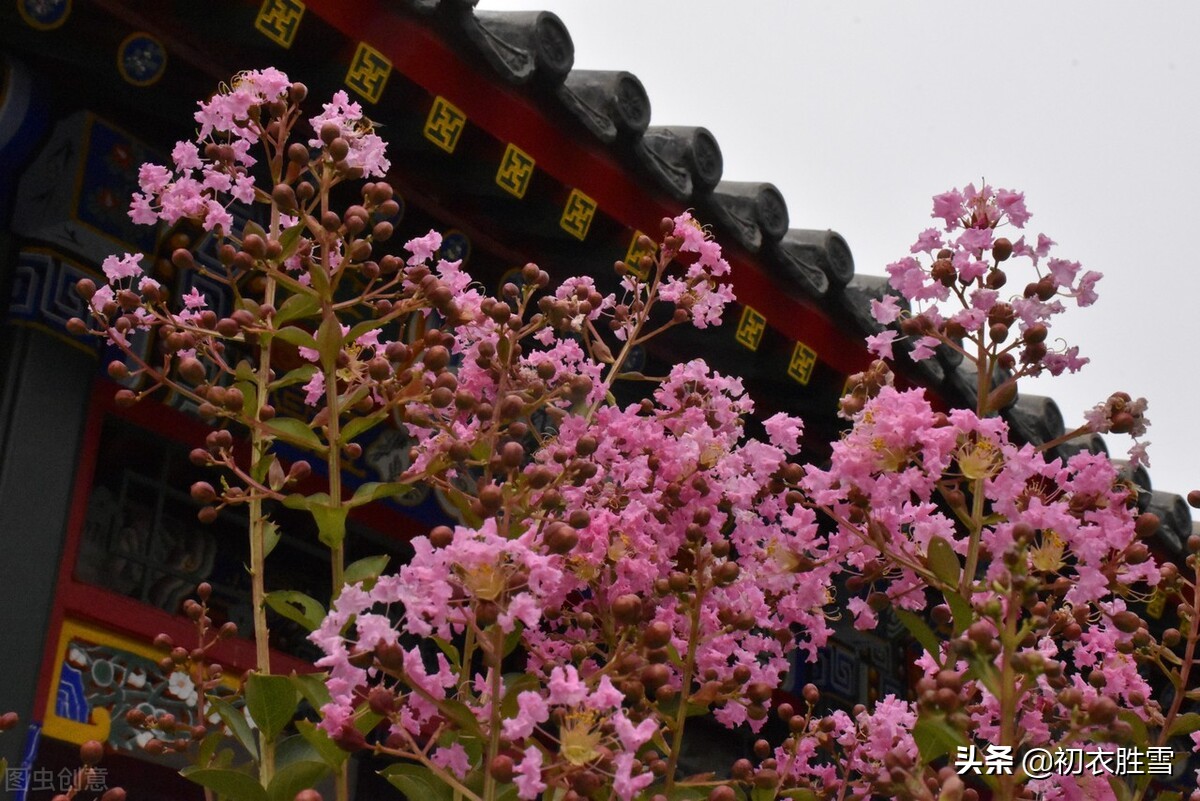Bai Juyi wrote several crape myrtle flowers, calling himself crape ...