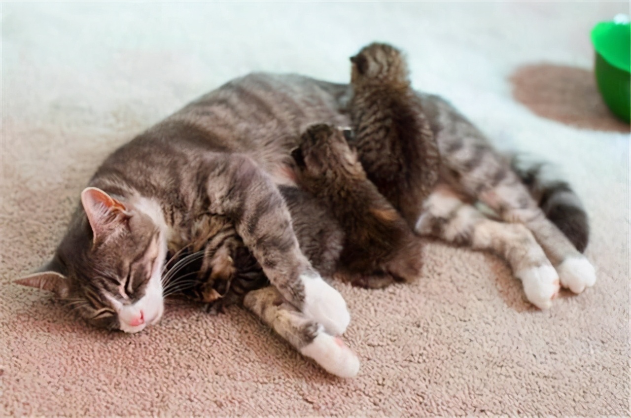 Why do male cats grow barbs and scratch their females when they ...