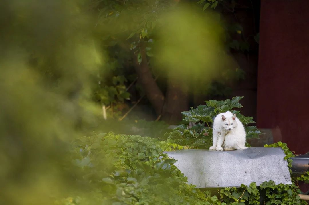 EOS R6 is the best when shooting cats and feelings right - iNEWS