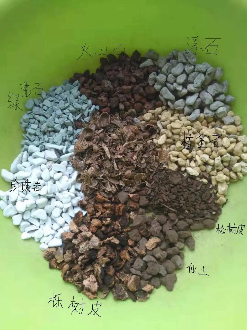 Master the 5-step potting method for autumn orchids, you can serve pots ...