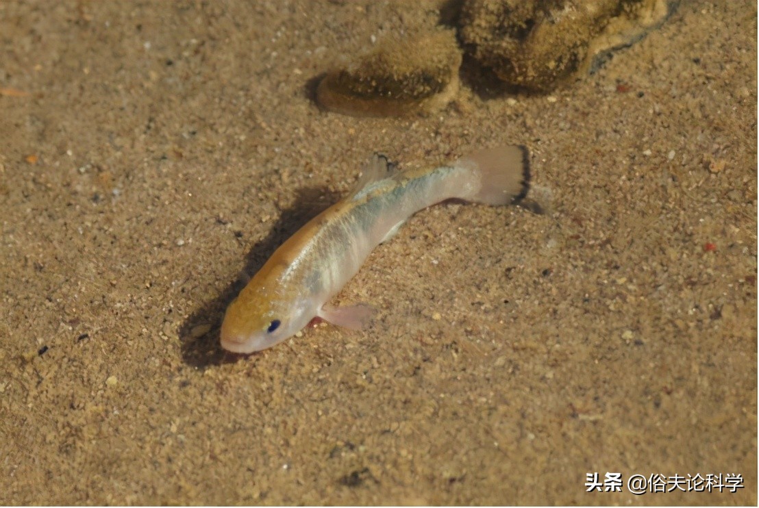 "Sky-defying" creatures on earth!38 desert fishes appeared in the North ...