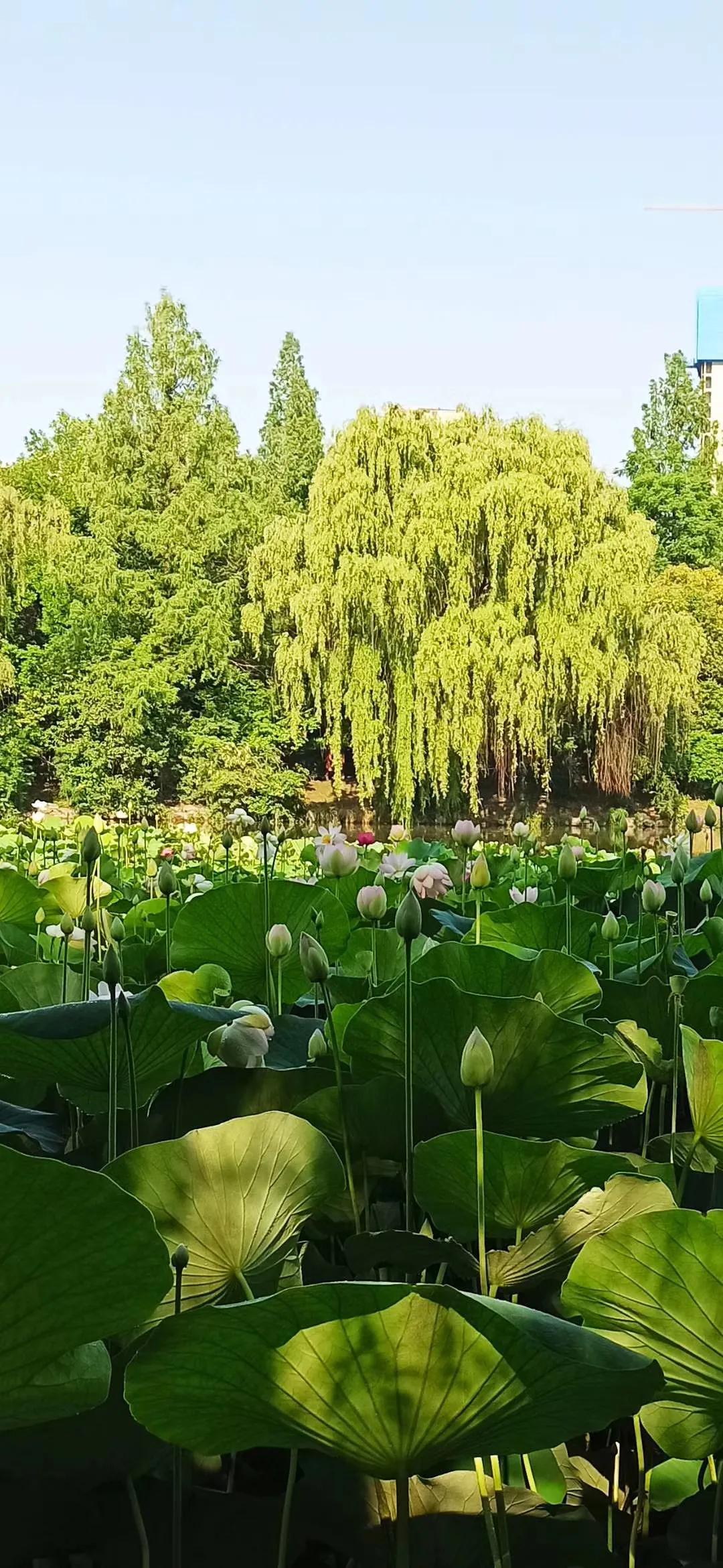 Xingqing Palace Park in the past - iNEWS