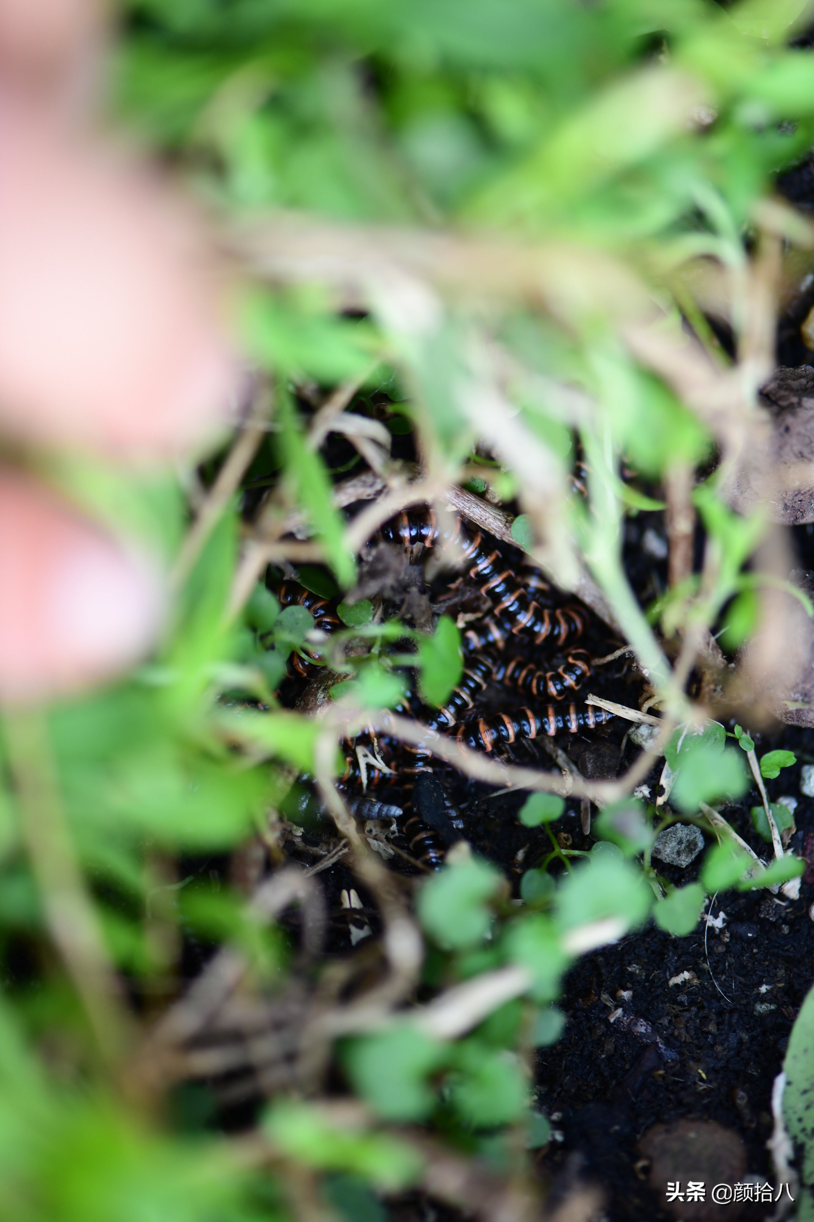 Kill them all, the most hated bug in the garden - iNEWS