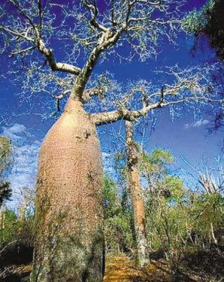 A kind of "Laughing Tree" in Africa, it laughs when the wind blows, and ...