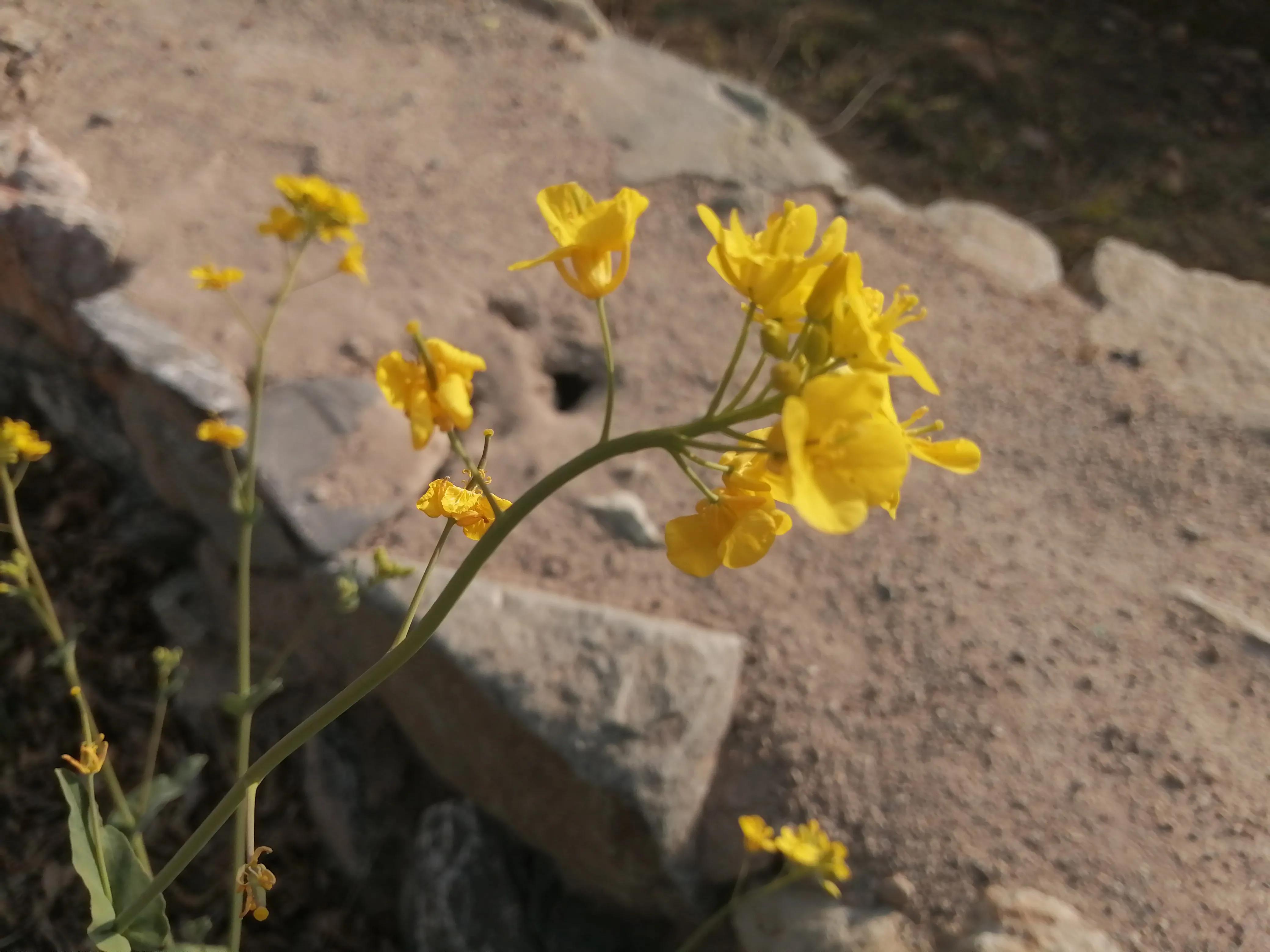 Dapeng, the bird, and us are all swaying in the rivers and lakes - iNEWS