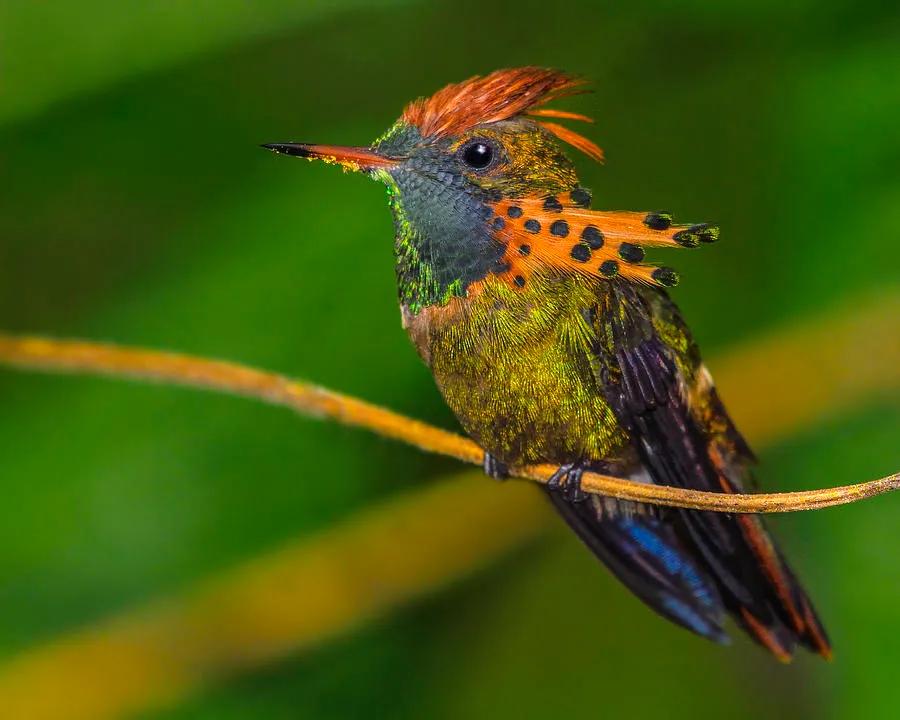 The hummingbird among the hummingbirds, the elves among the elves - iNEWS
