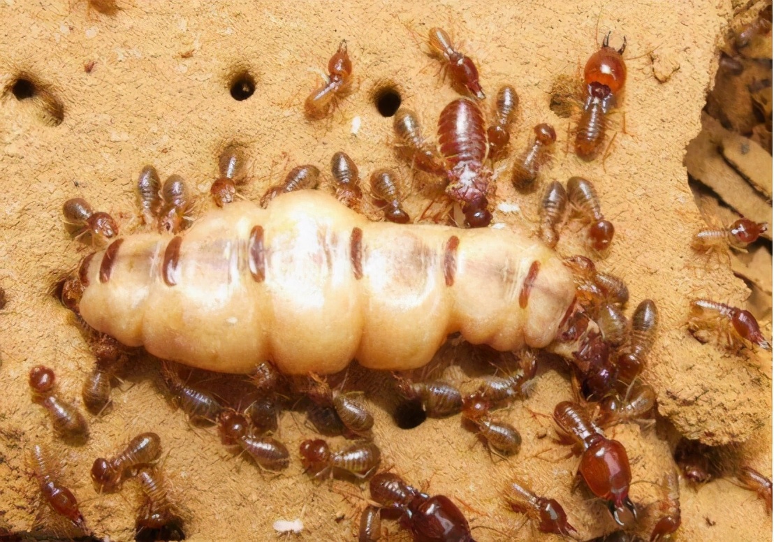 The "Queen Ant" is 5 cm long!An ant colony that has been dug for more ...