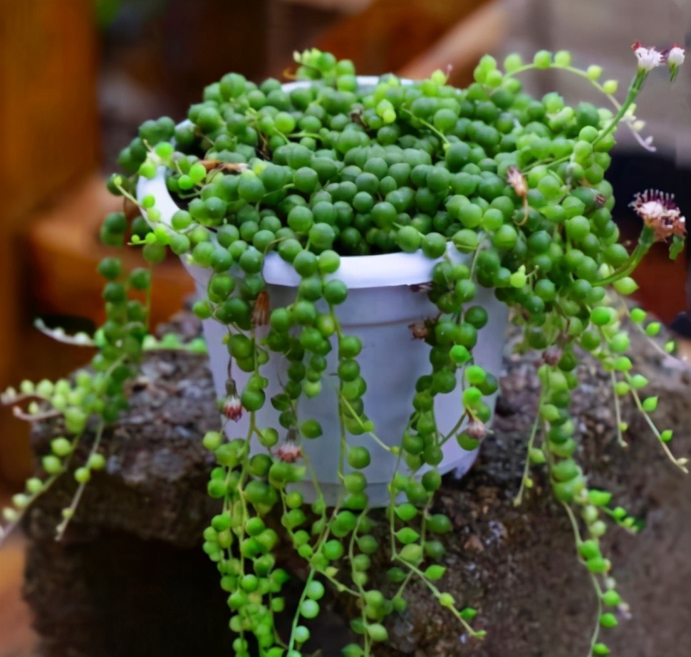 Have you ever raised a buddha spider plant?It is completely dormant in ...