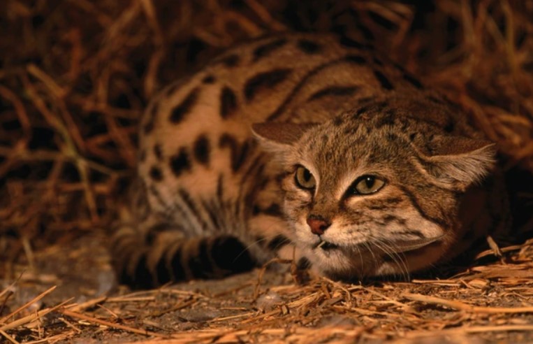 What is the mammal with the highest hunting success rate?The top ...