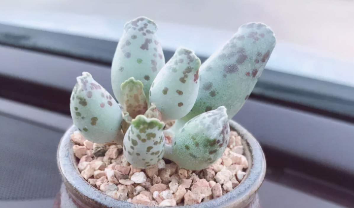 5 kinds of succulents that look like animals - iNEWS