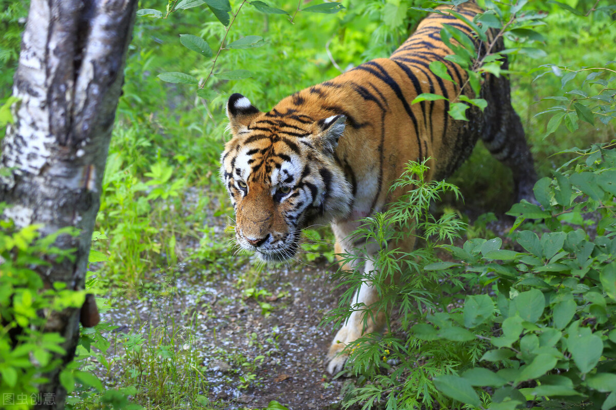 The video of hunting wild Siberian tigers was taken for the first time ...