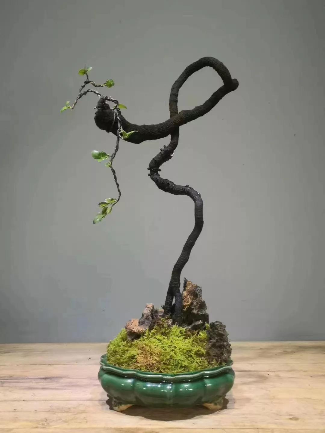Conservation of black bone tea bonsai - iNEWS