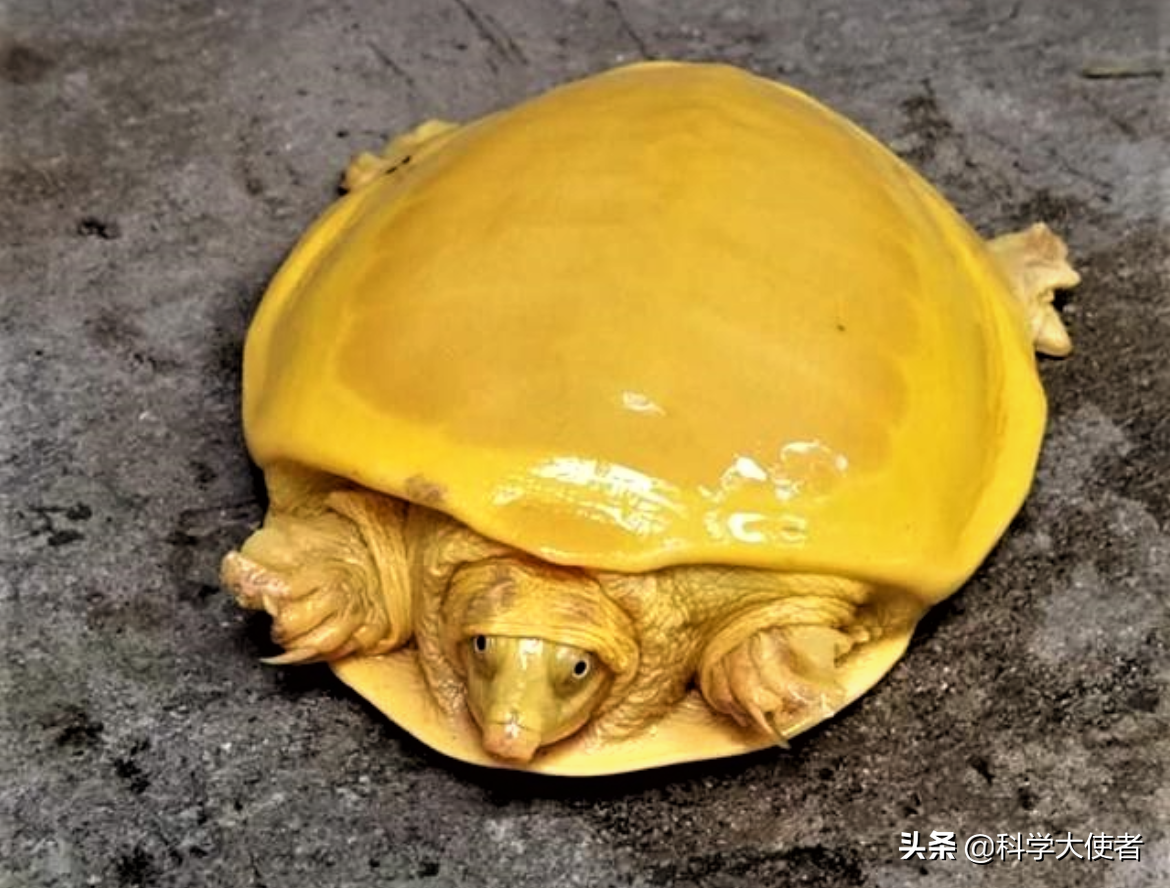 There are only five golden tortoises in India. What species is it? - iNEWS