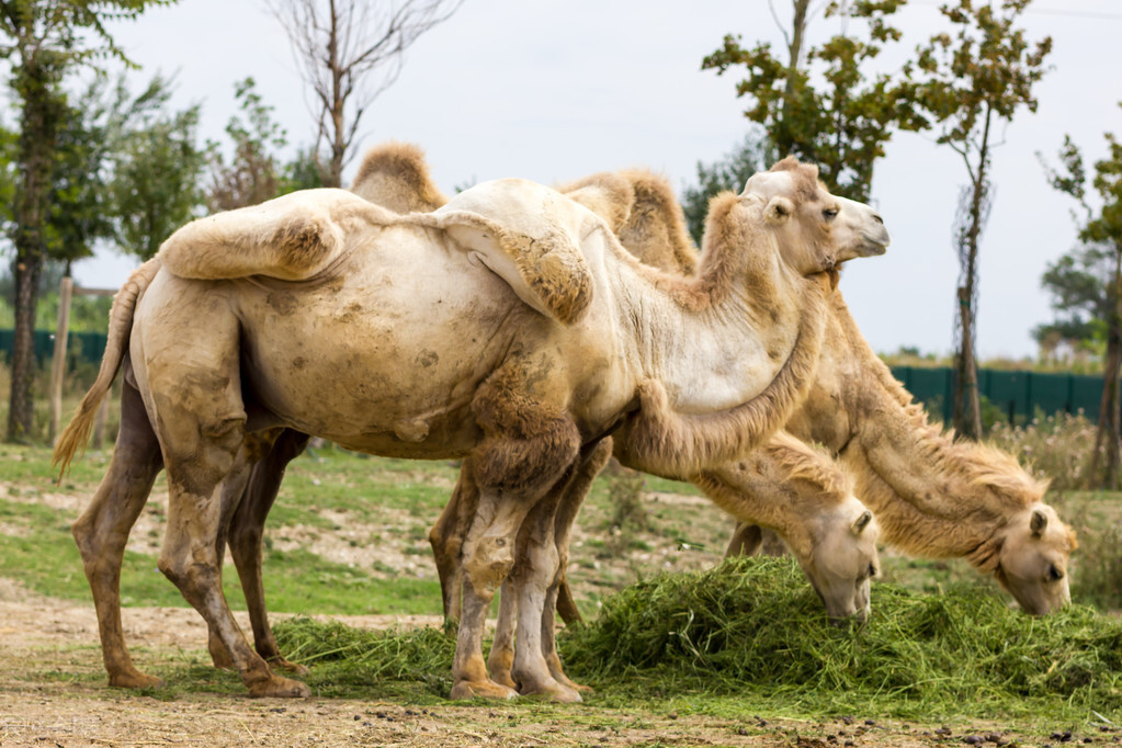 Don't camels have natural enemies?Why are so few carnivores hunting ...