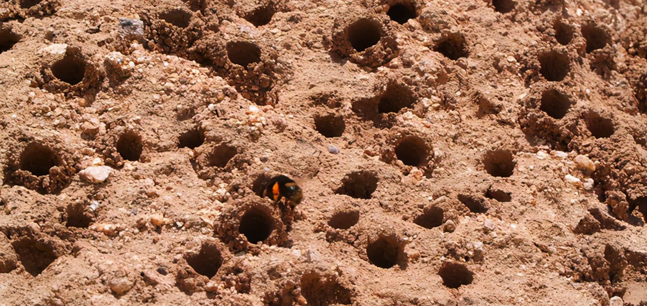 About 70% of bees in the world build nests underground. Have you heard ...