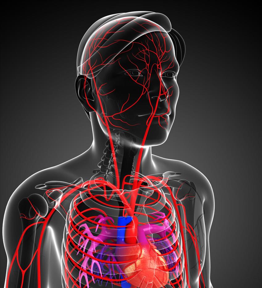 People with a long life expectancy, these two parts of the body are ...