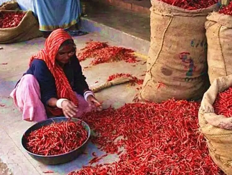 Can the chili pepper that has entered the Guinness Book of Records be ...