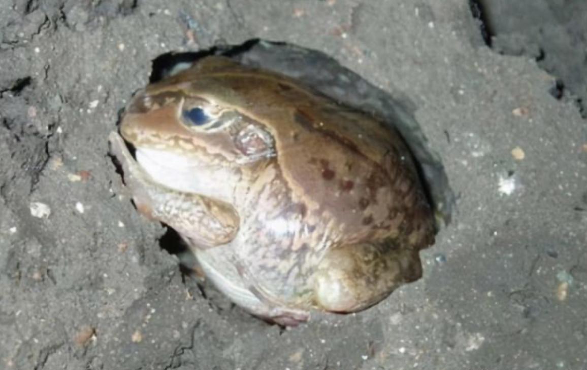 The worker accidentally smashed a 6000-year-old rock, and a toad fell ...
