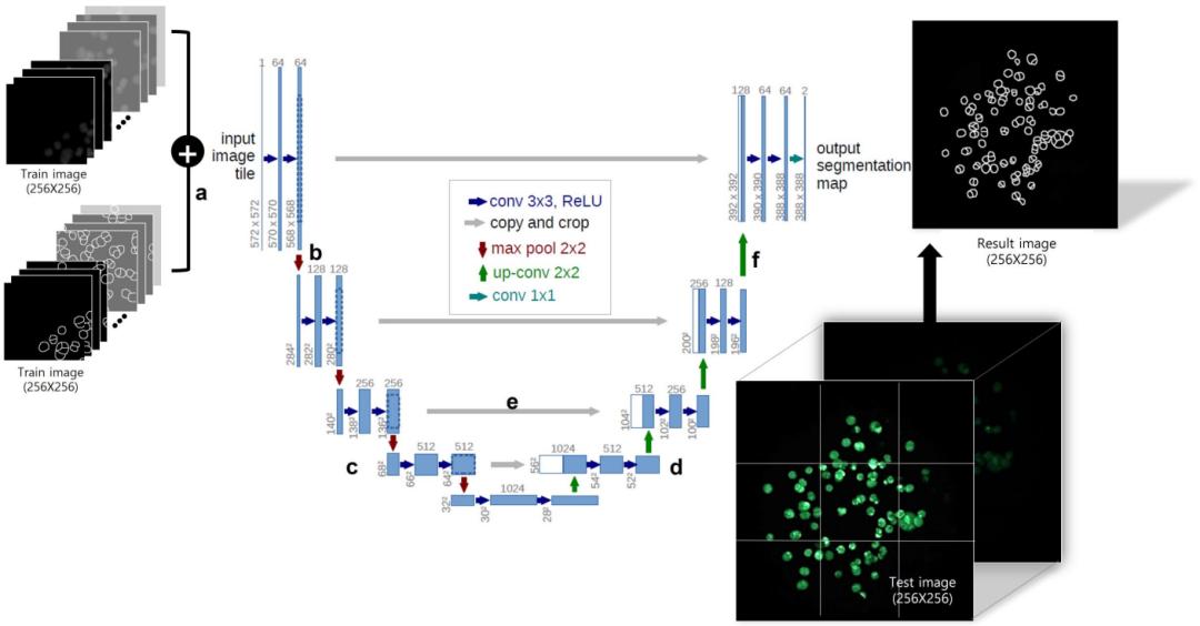 High-density cell counting error is reduced to 10%, based on U-Net deep learning three ...