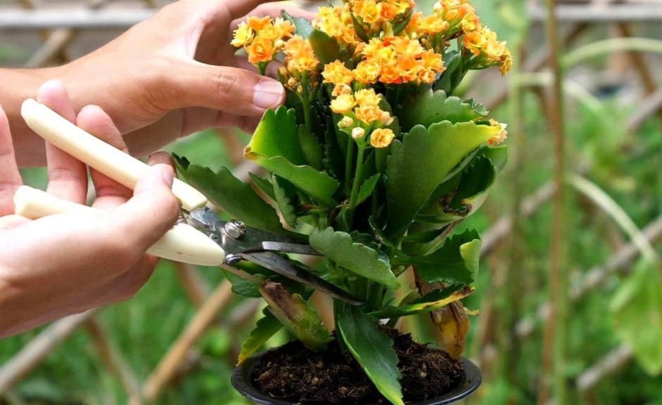 For the longevity flower at home, use one method to make it grow into ...