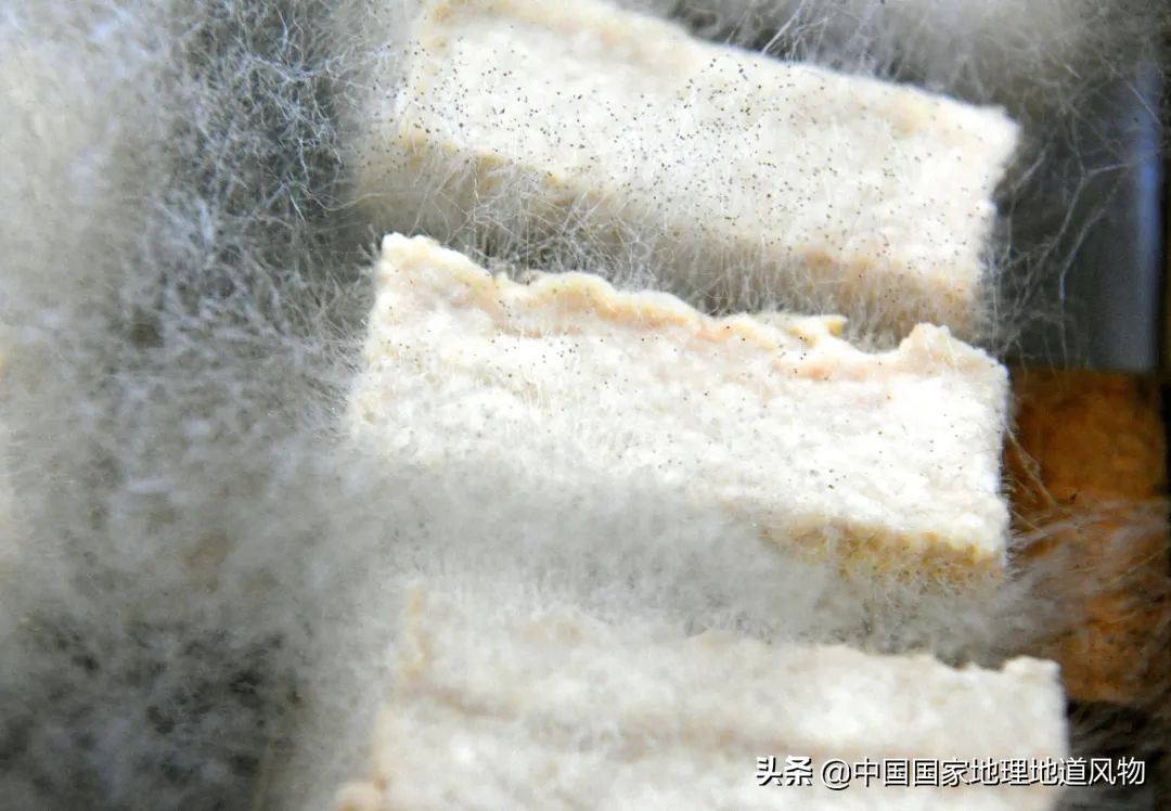 China's most weird tofu has more hair than social animals? - iNEWS