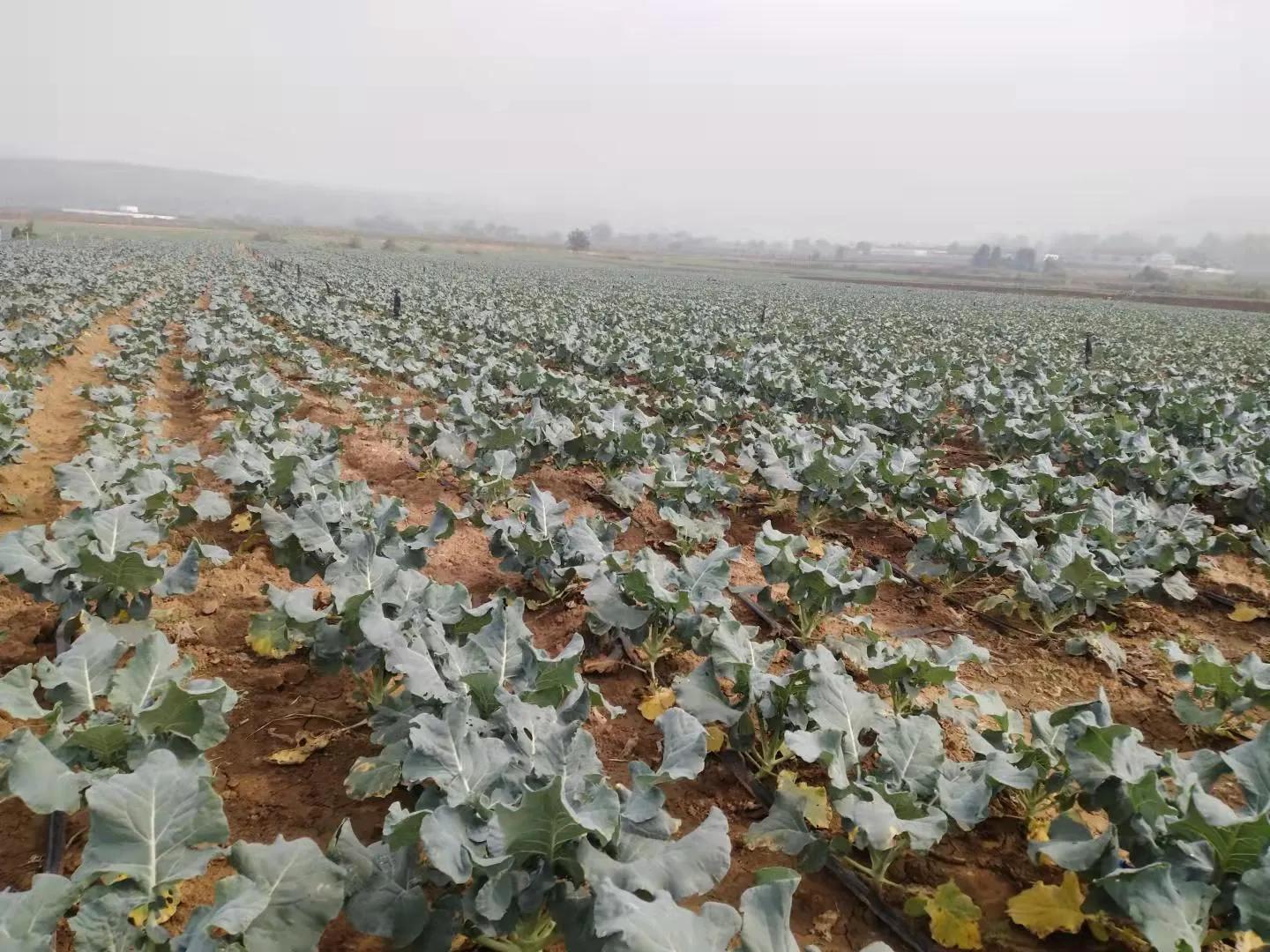 The time goes by, Luo Hai, Lin Fanghua, and a momentary gift - iNEWS