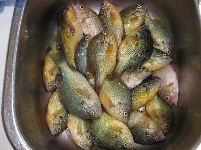 American sunfish invaded Japan, spawning more than 60,000 eggs ...