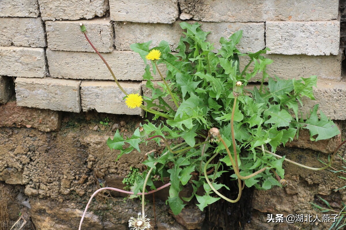 66 big pictures of wild vegetables, show you different wild vegetables ...