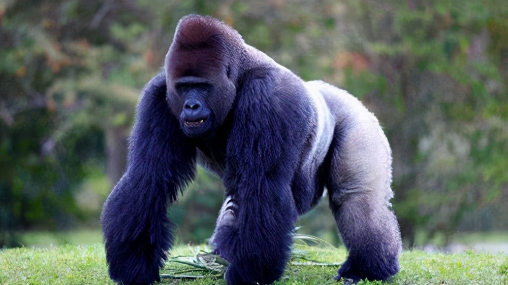 If a silverback gorilla of more than 400 catties fights with a Siberian ...