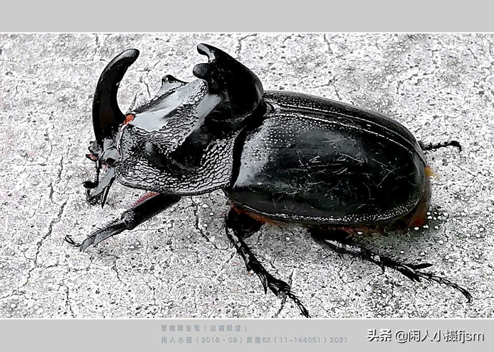 Insect photography: scarab with horns, shaped like a rhino, simple but ...