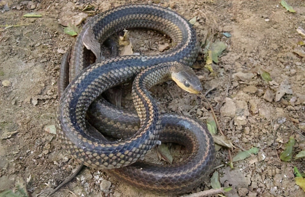 How many snakes have you seen common in rural areas?How toxic are they ...