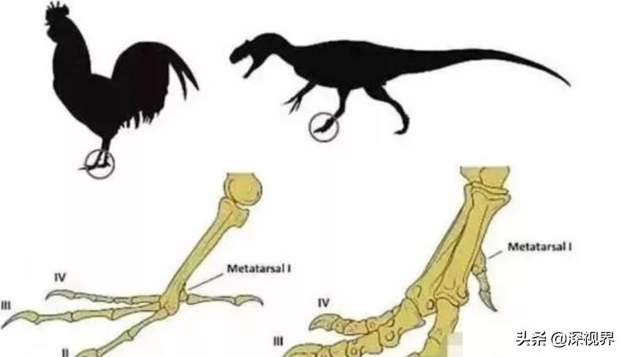 The evolutionary history of Tyrannosaurus Rex, from Godzilla to Chicken ...