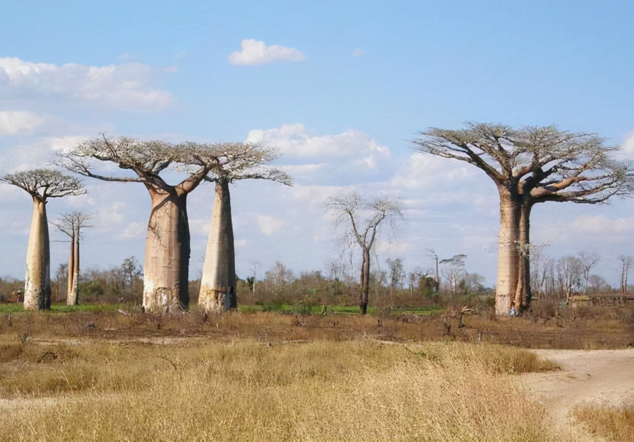 A kind of "Laughing Tree" in Africa, it laughs when the wind blows, and ...