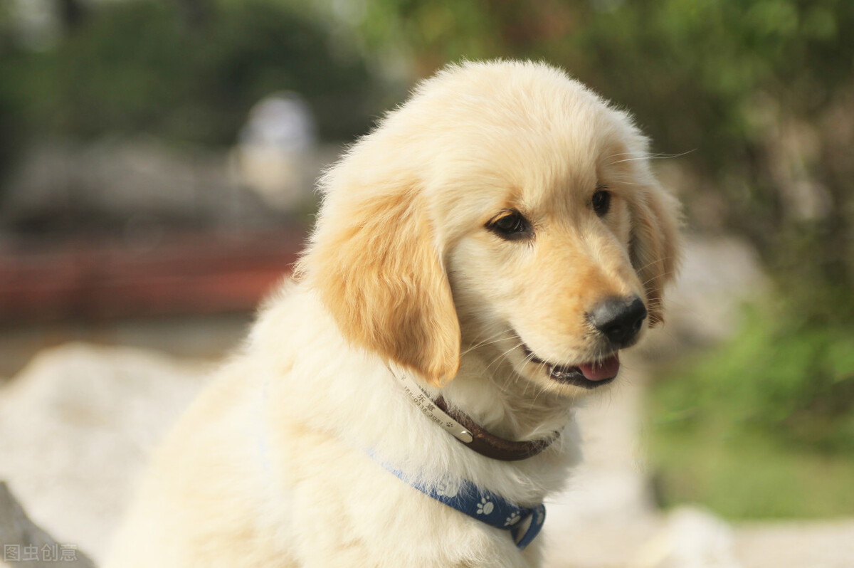 What can puppies eat? Reference for diet - iNEWS