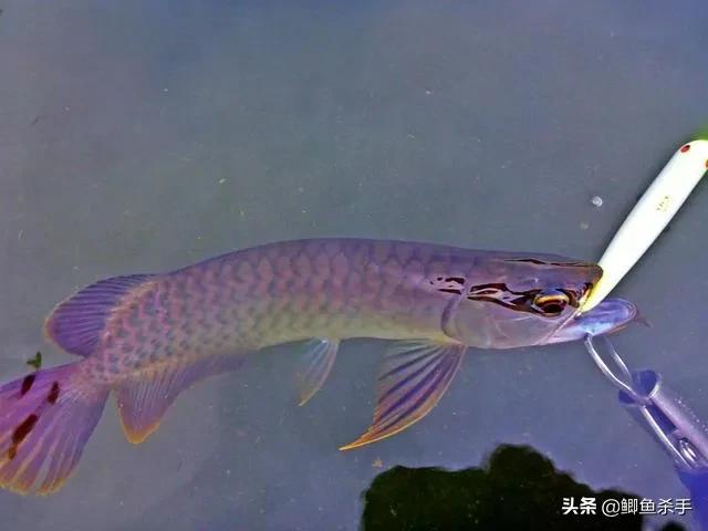 The "crying" of the silver dragon fish: can't change the "destiny ...