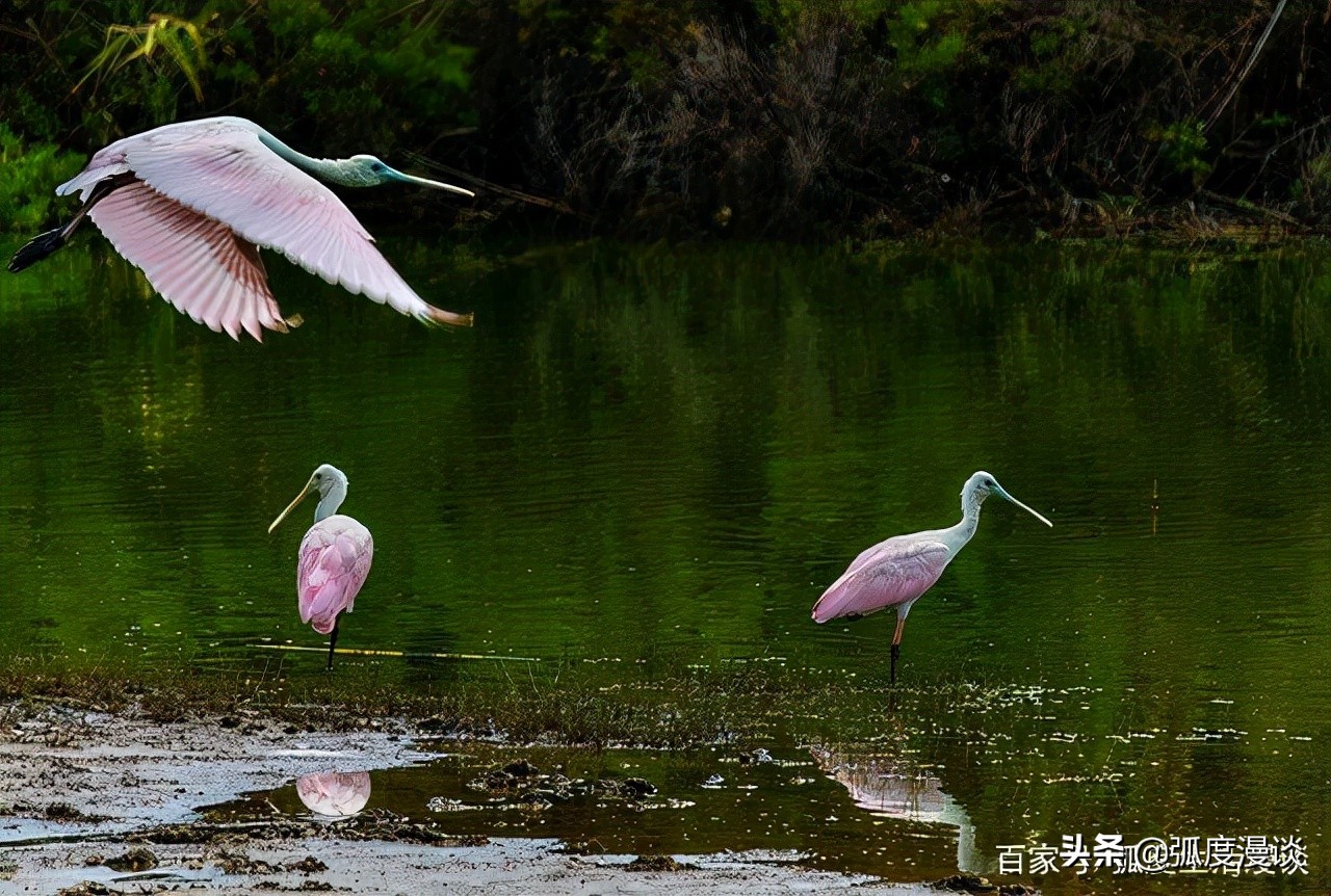 Rose Spoonbill Encyclopedia - iNEWS