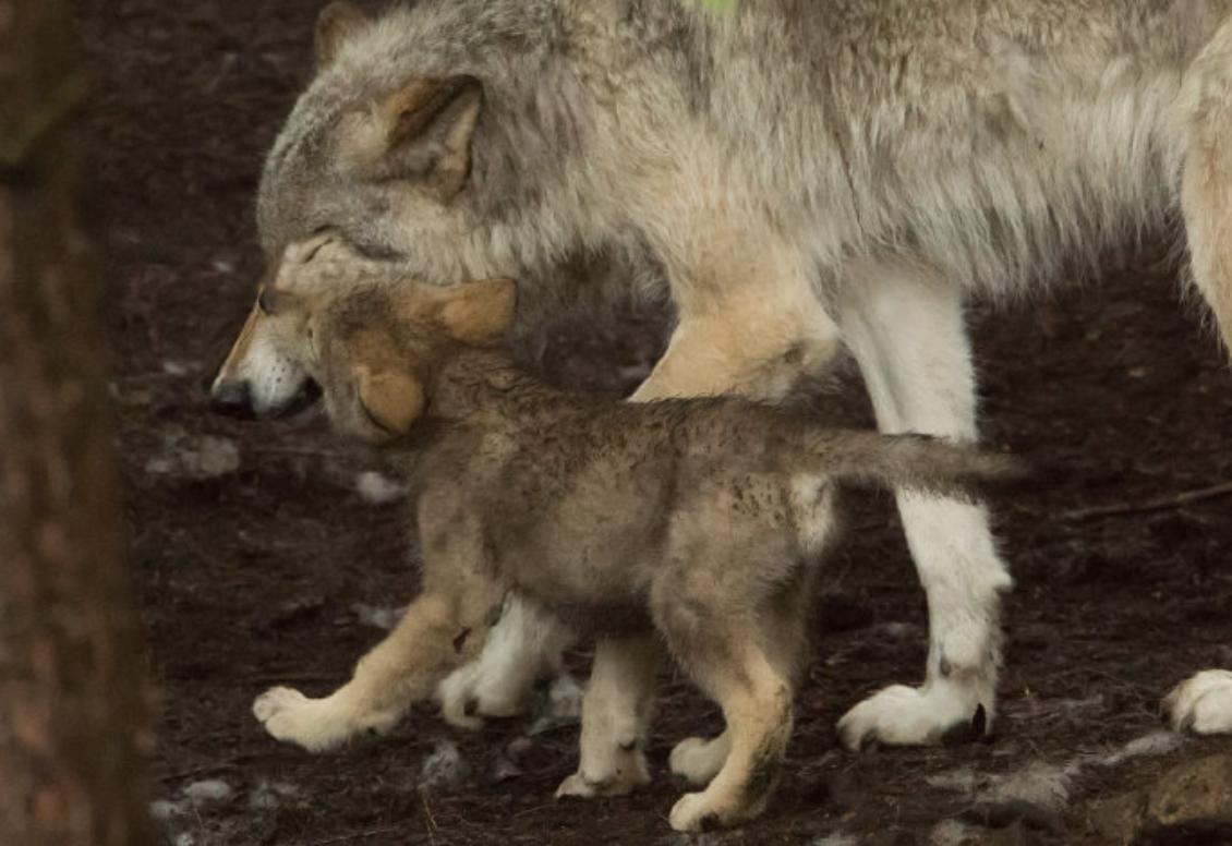 Do wolves wag their tails?The characteristics of the wolf clan ...