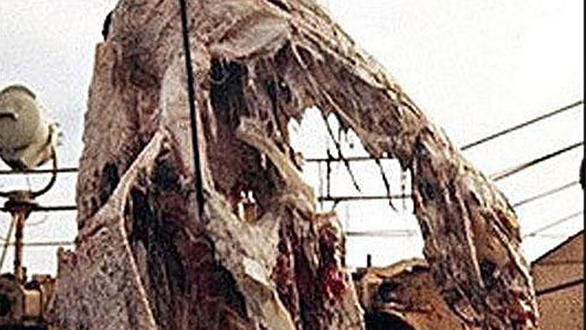 The Japanese fishing boat caught the giant sea monster, is it an ...